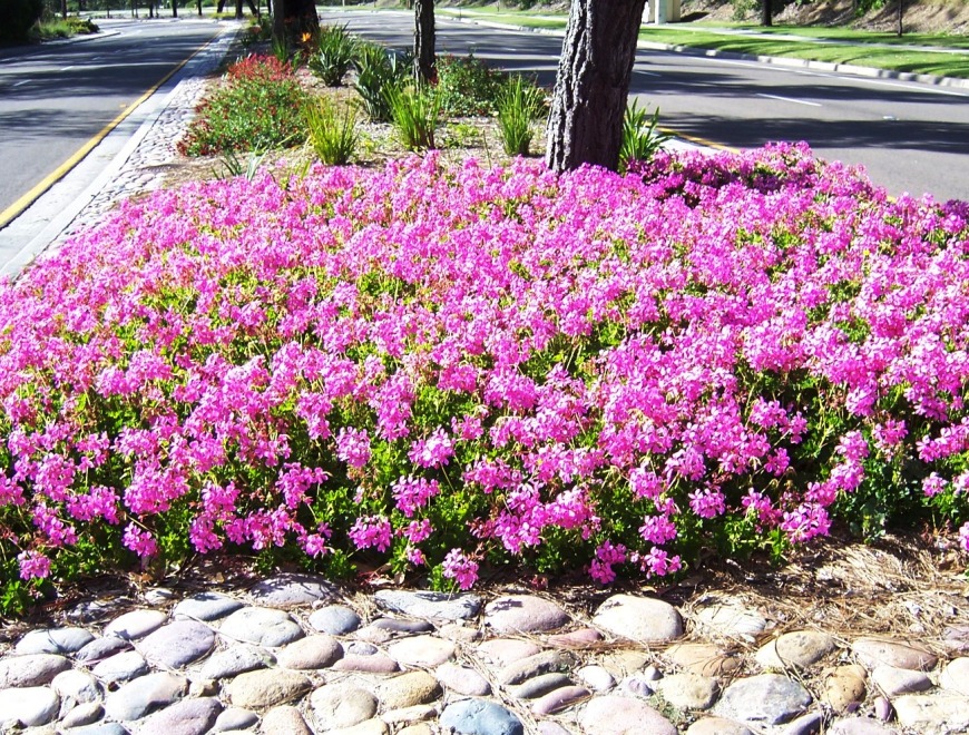 The 2 Minute Gardener: Photo - Ivy Geranium (Pelargonium peltatum)