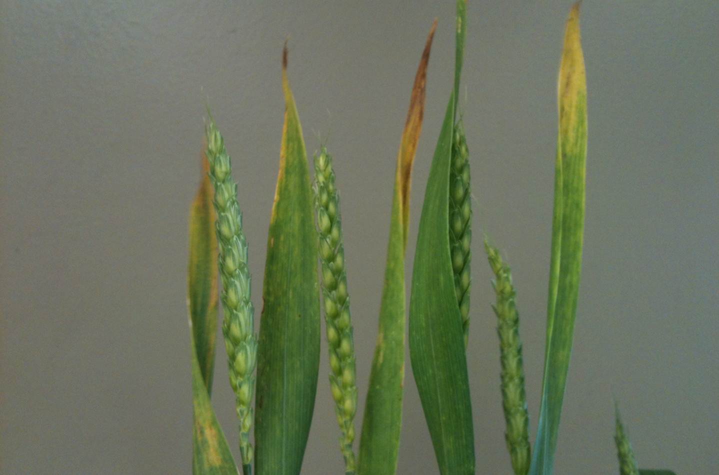 Grain Crops Update: Wheat Freeze Damage more Apparent, so are Viruses