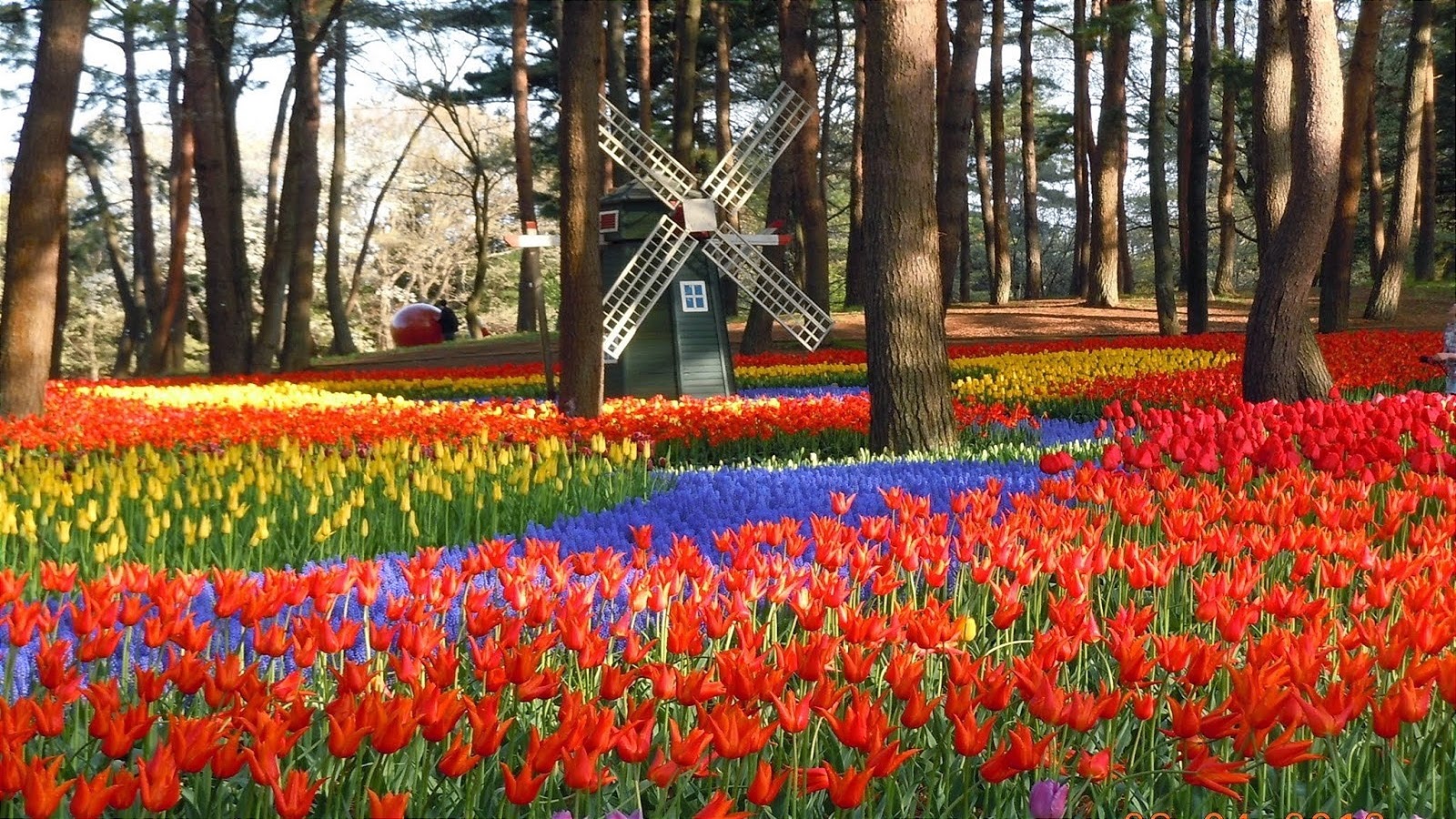 Movers Move: Hitachi Seaside Park - Hitachinaka, Ibaraki, Japan.