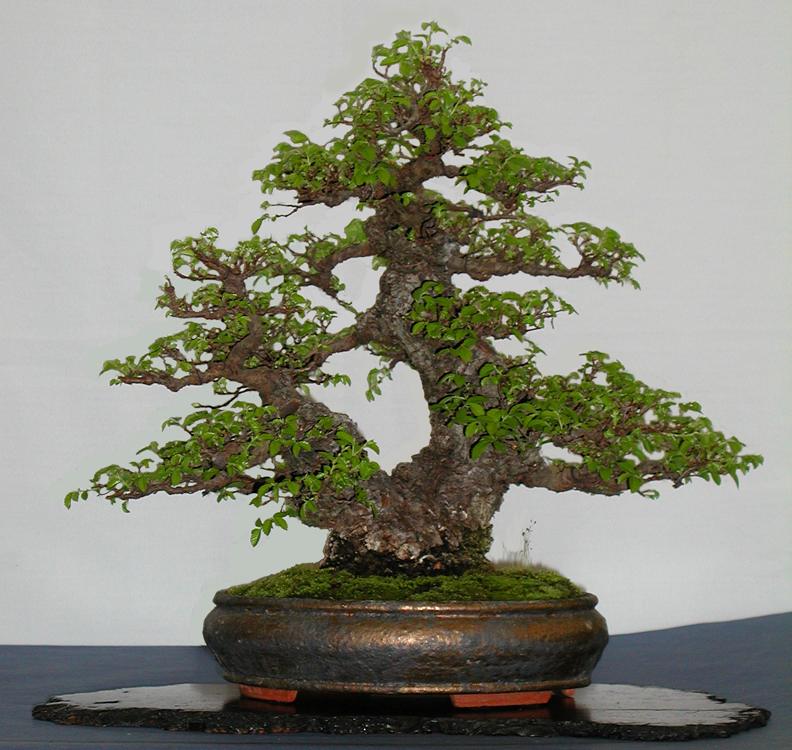 Ficus Benjamina: Double trunk