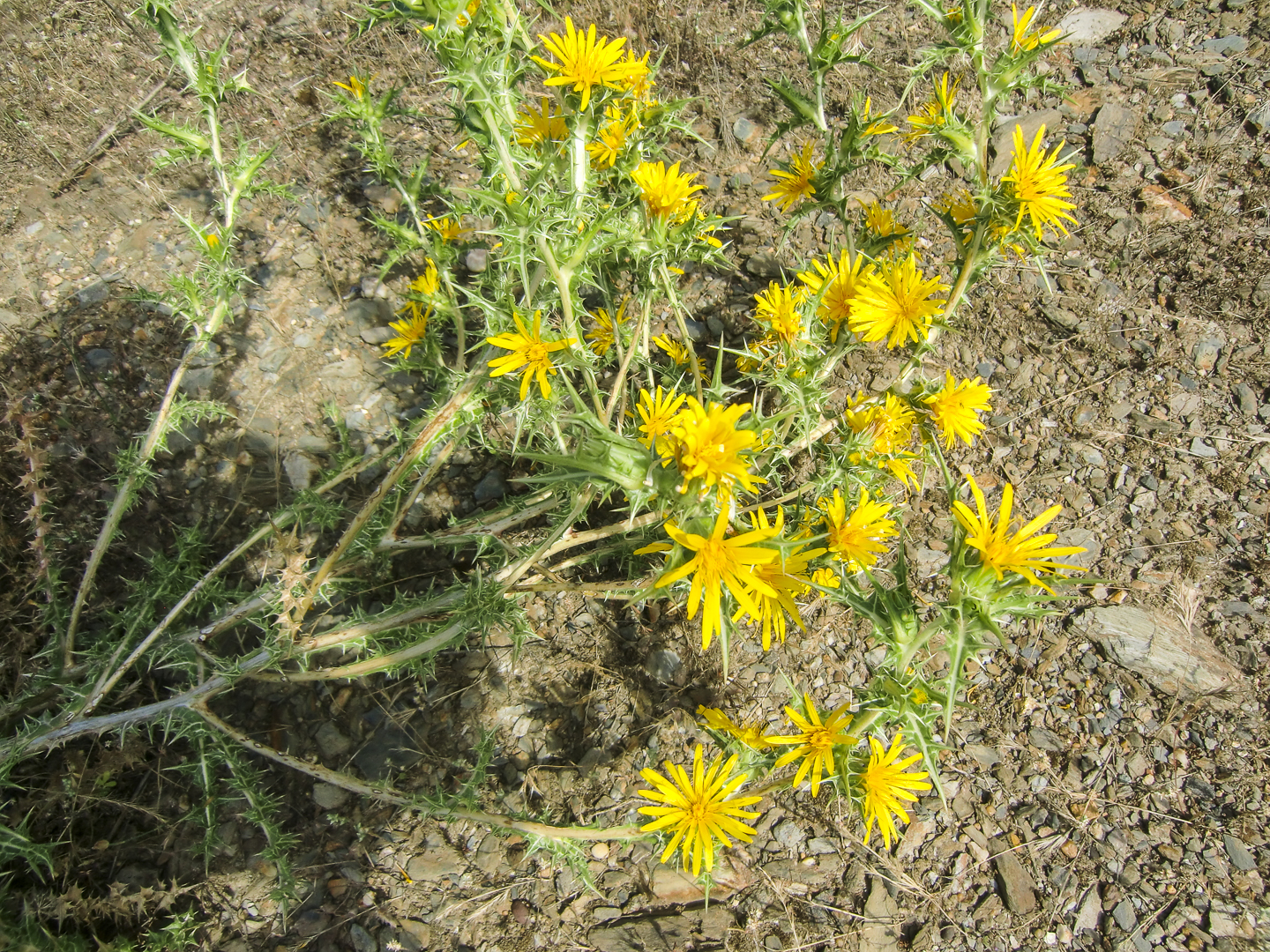 Plantas de Huerta Otea, Salamanca: Cardillo, cardo de olla, tagarnina ...