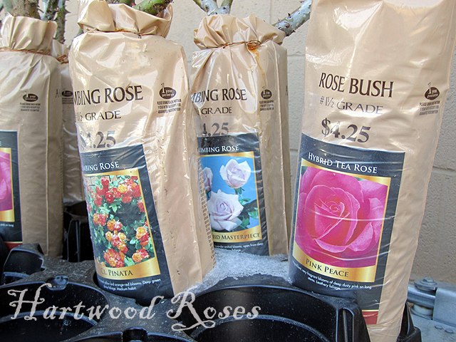 Hartwood Roses: My Annual Rant About Bare-Root Roses in Bags