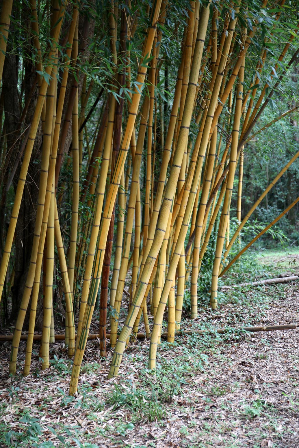 Southern Lagniappe: Adventures on Avery Island