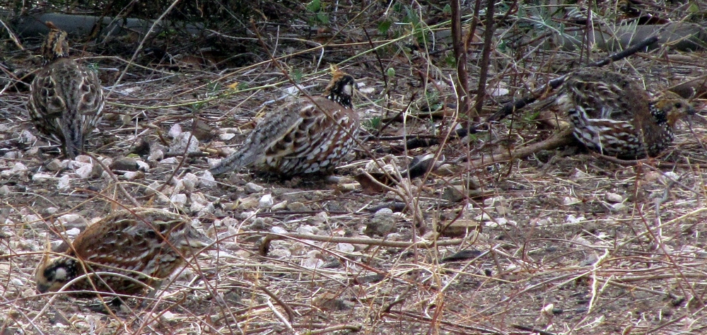 Hiking Curaçao - Flora and Fauna: Sloké - Quail - Kwartel