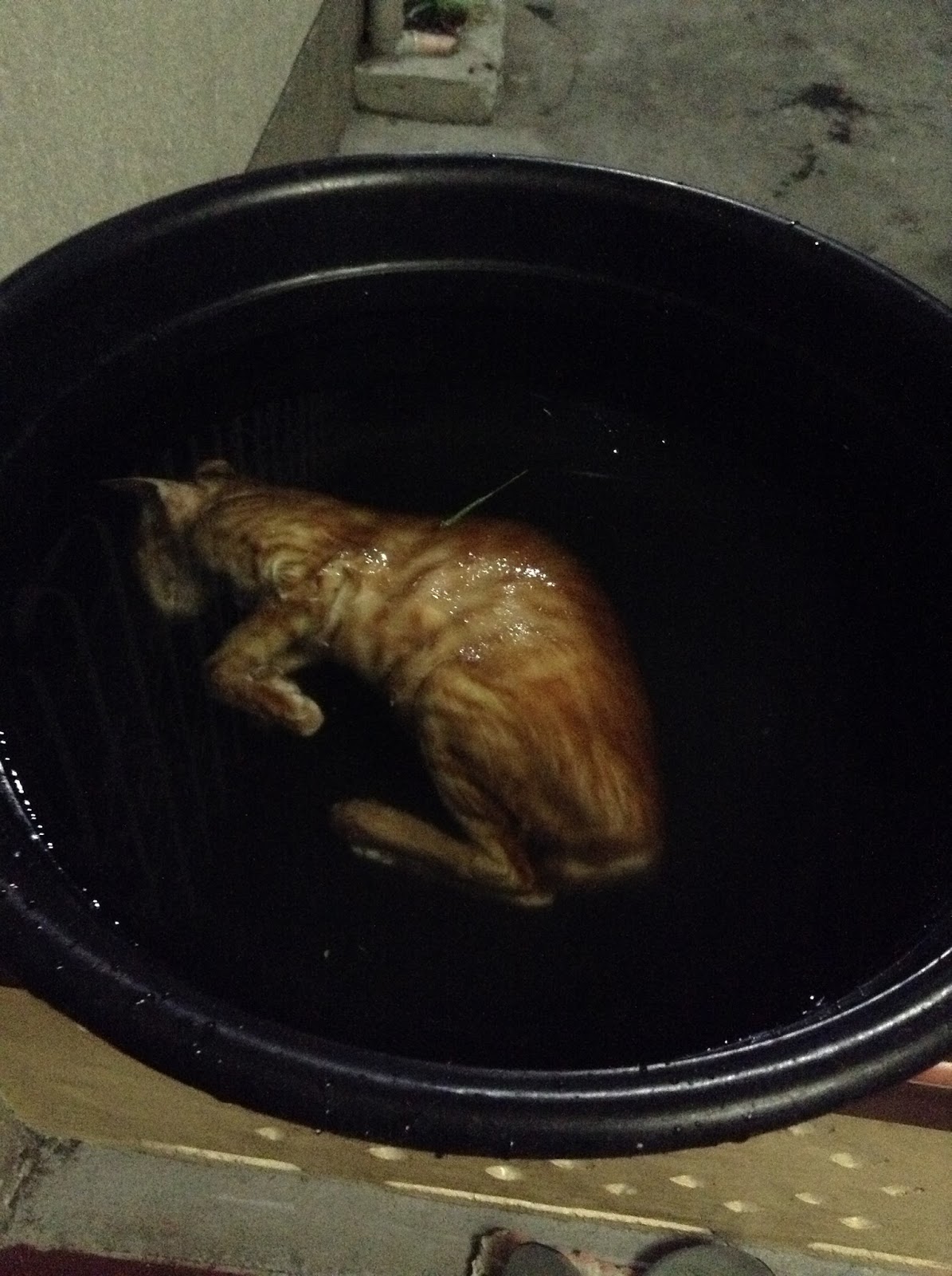 Dissecting A Cat In Anatomy