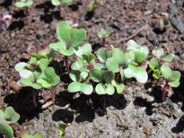 HOW TO GROW KOHLRABI |The Garden of Eaden