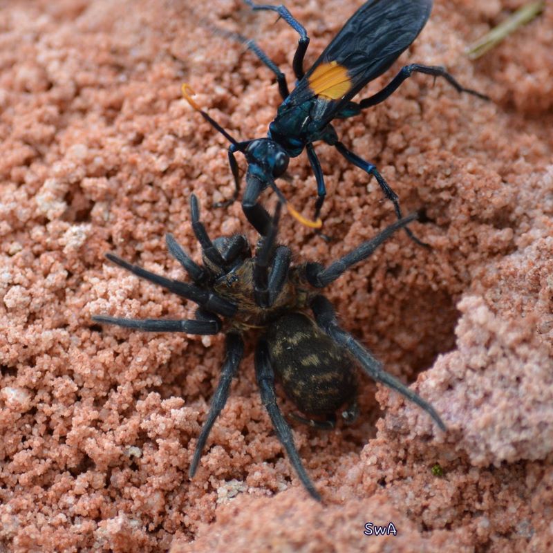 Tropical Biodiversity - Santarém - Pará - Brasil: Spider wasp