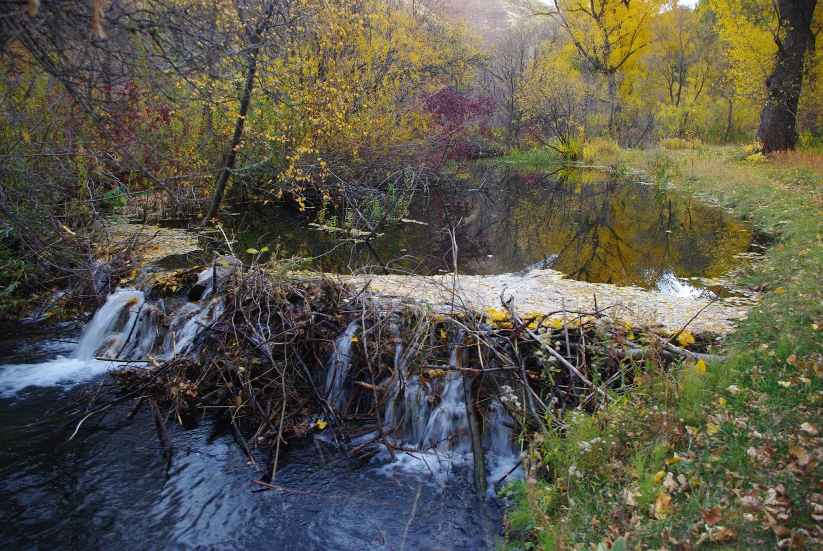Jana's Place: Fall in Provo Canyon