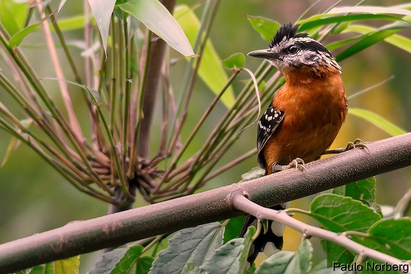 Cultura Guaraní: El tiluchí (Drymophila ferruginea)