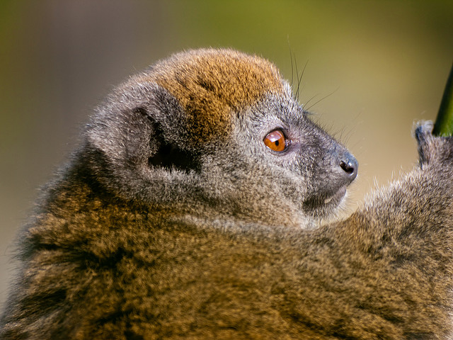 Planet Lemur: 10 Beautiful Little-Known Species | The Ark In Space