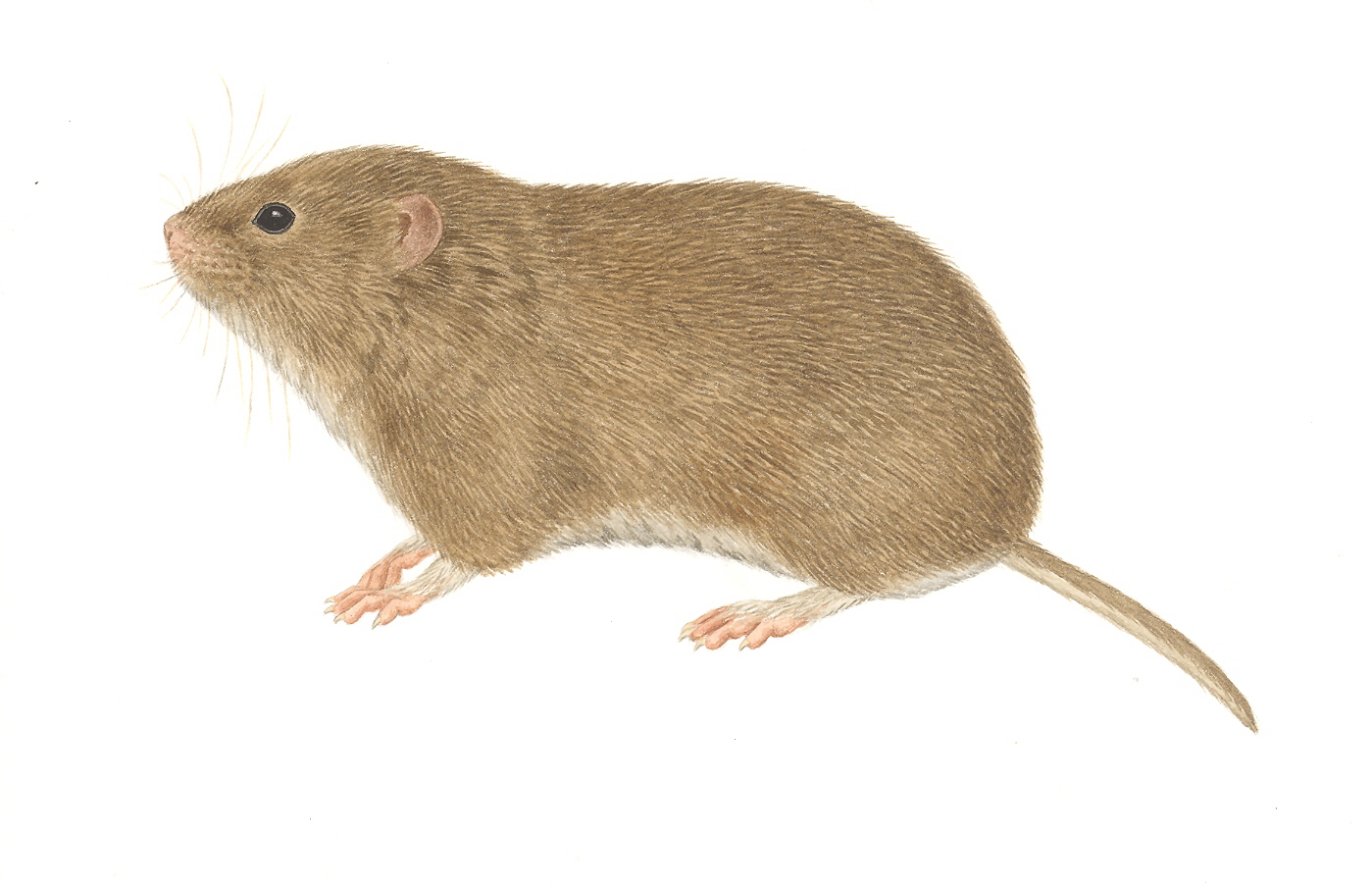 Drawings & Scientific Illustration of Nature, by Marcos Oliveira ...