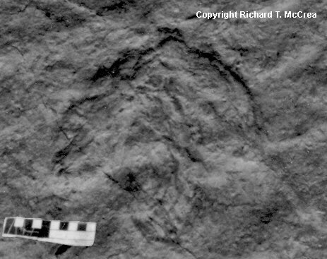 Prehistoric Pub: Help Us Fund Summer Dinosaur Track Research!