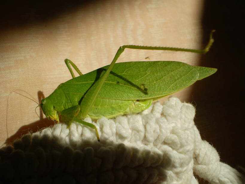 Green Jean: leaf bug