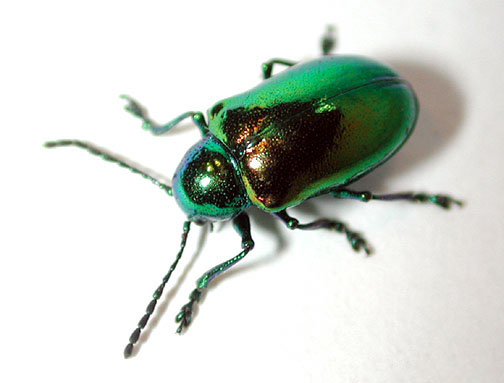 Beetle - Insects World