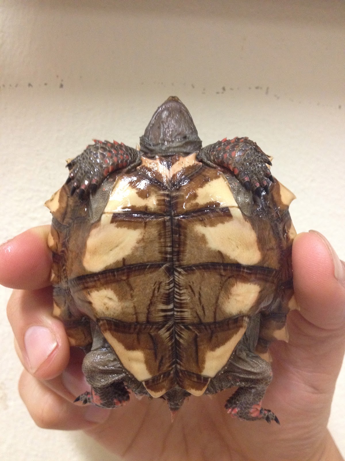 GEAR UP, GET OUT: Spiny Hill Terrapin (Heosemys spinosa)
