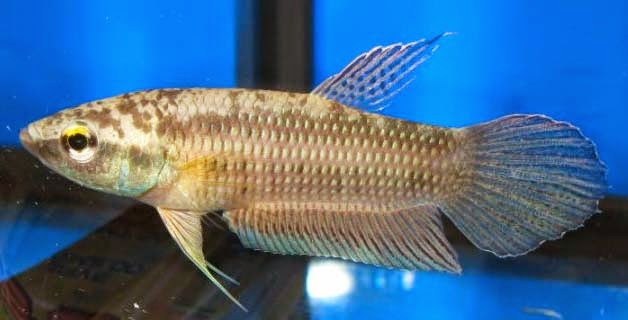 Mengenal Jenis Ikan Cupang Lengkap Dengan Cara Mengembangbiakannya