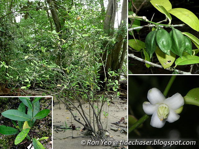 tHE tiDE cHAsER: Coastal Shrubs & Trees with Simple Leaves in Singapore