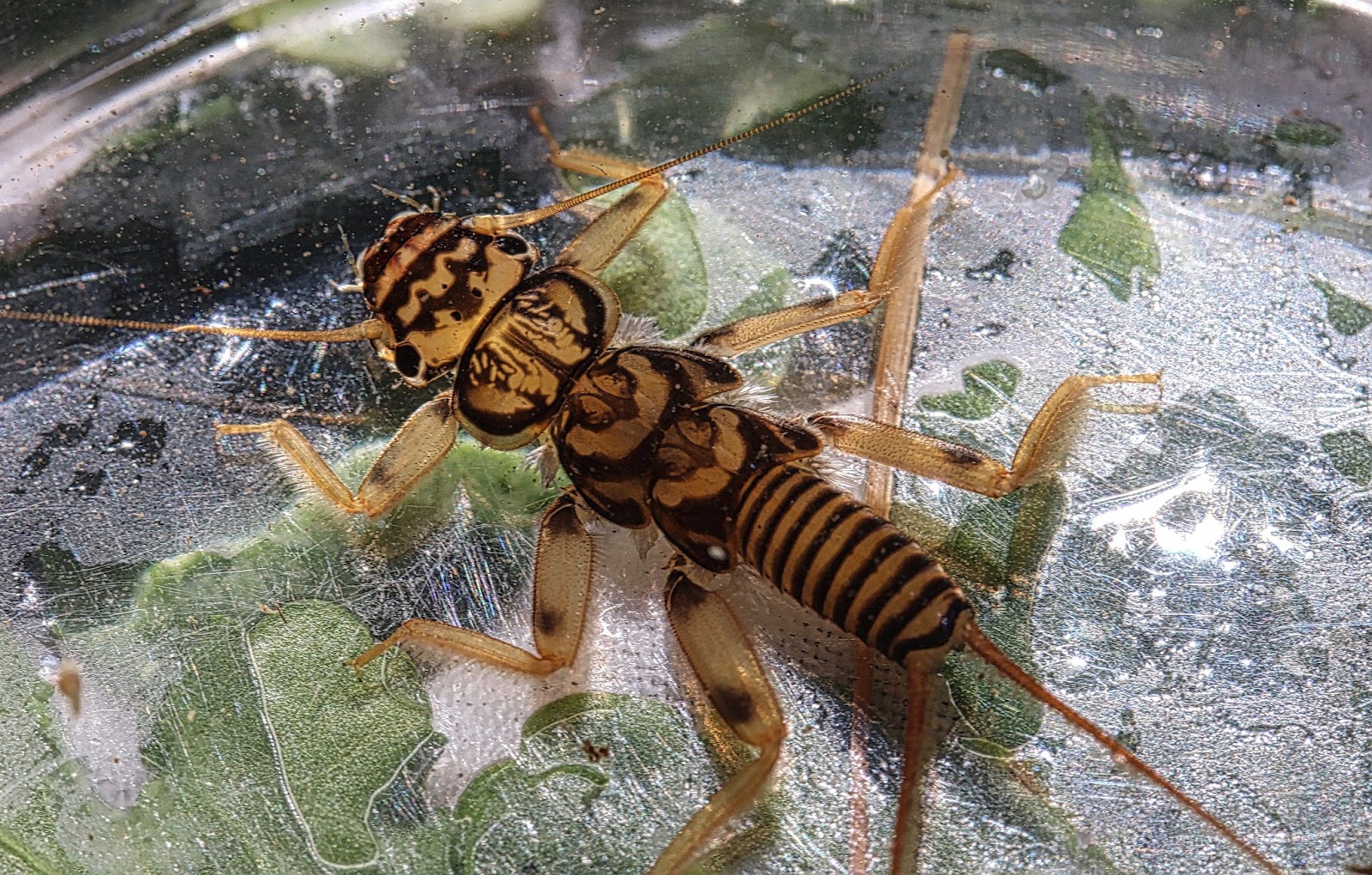 Aquatic Insects of Central Virginia: The common stoneflies (Perlidae ...