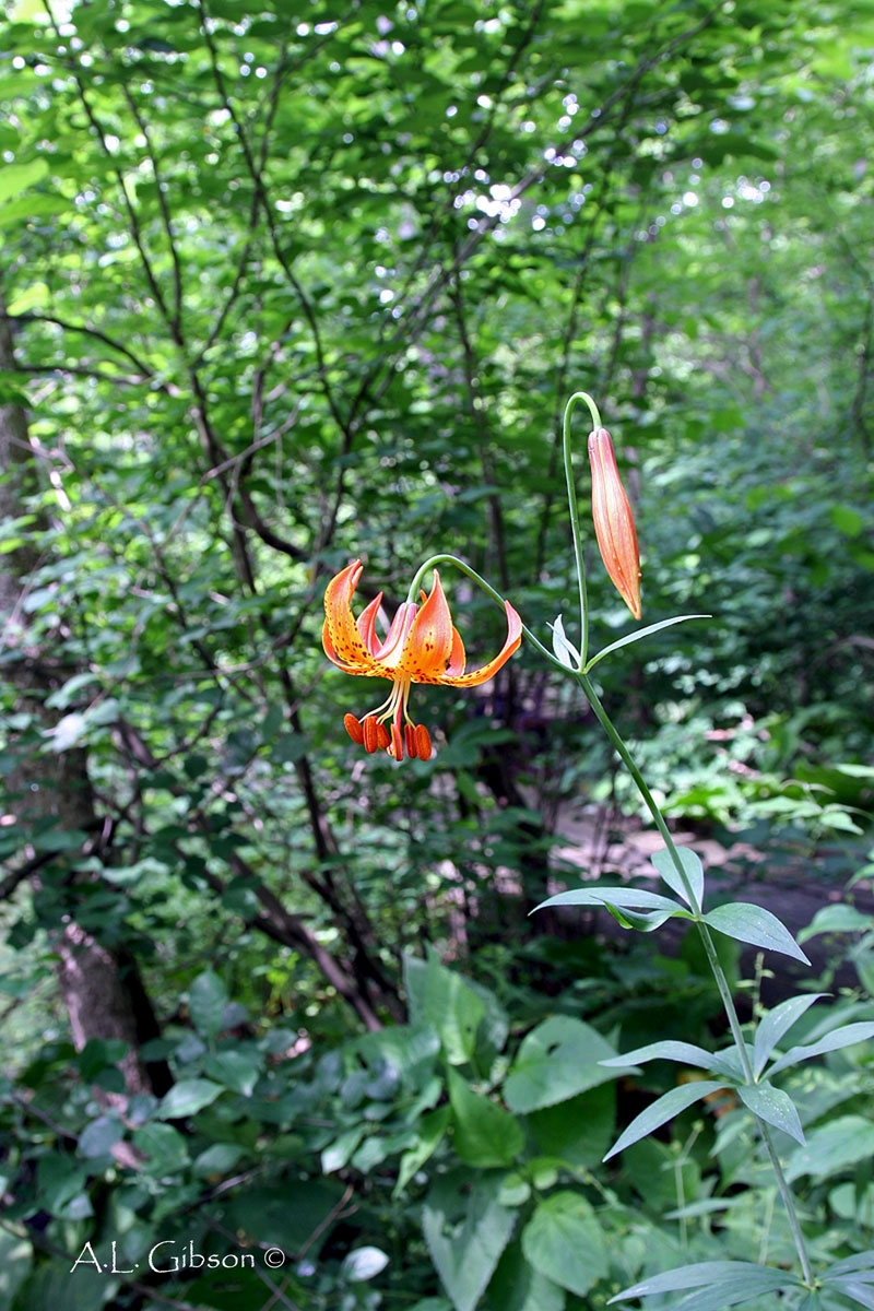 The Buckeye Botanist: Ohio's Native Lilies
