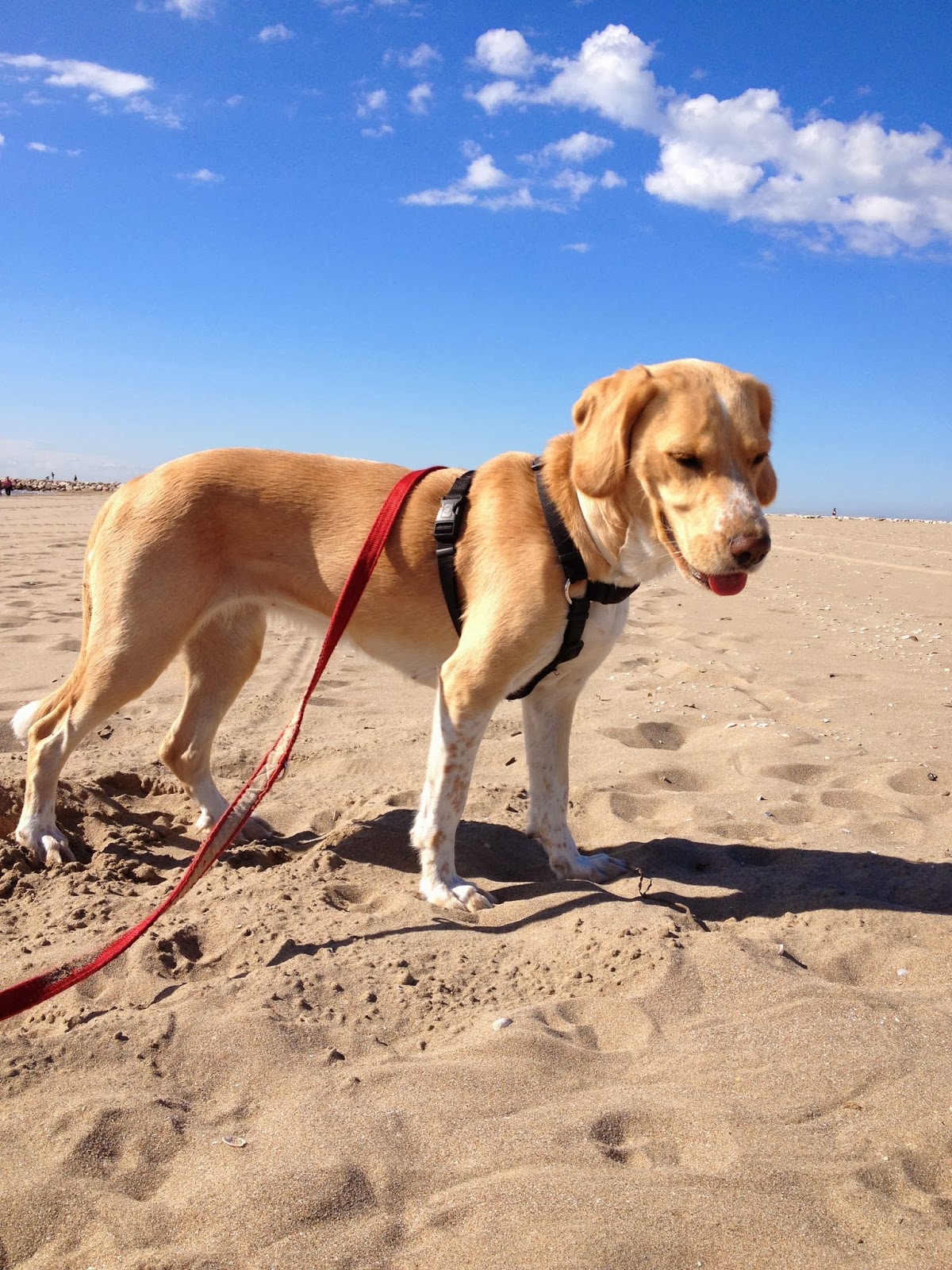 Spanador, Cockerdor, Mini Labi oder einfach Emma