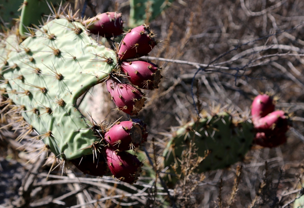 A photo, A thought............: Plant: Dominant chaparral flora....