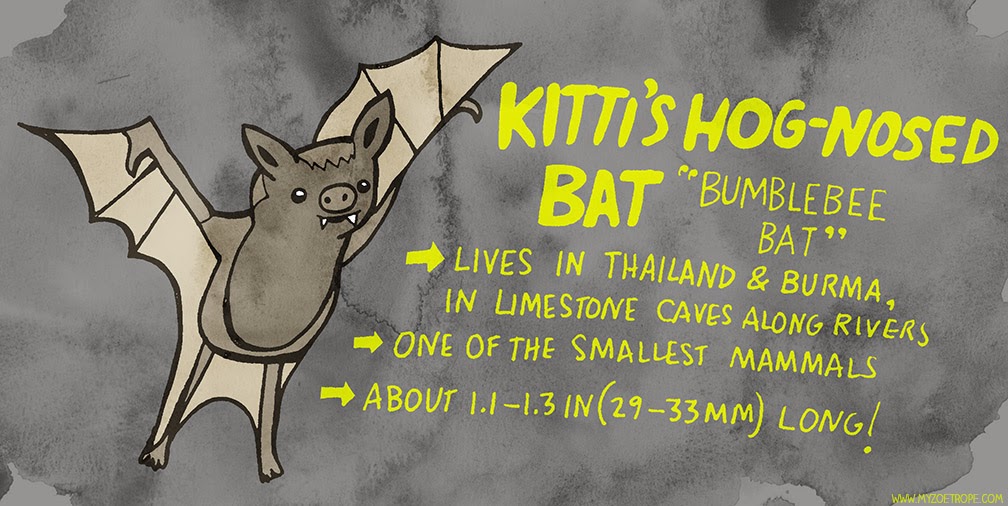 My Zoetrope 312 Kitti s Hog Nosed Bat my-zoetrope-312-kitti-s-hog-nosed-bat