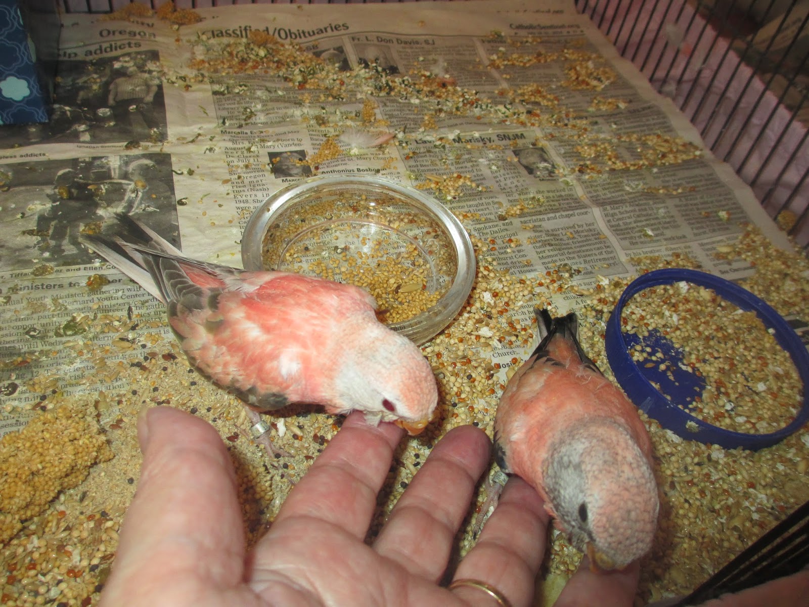 The Splendid Bourke Bird Blog: Hand Feeding Baby Rosy Bourke Parakeets ...