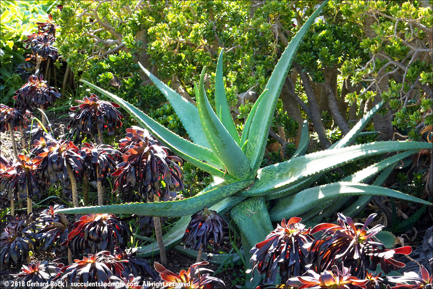 Huntington Desert Garden eye candy for the holidays (Old World)