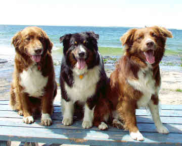 Basque Shepherd Dog | The Life of Animals