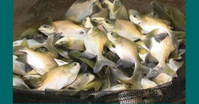 Agronovida: Manual Cultivo de Gamitana