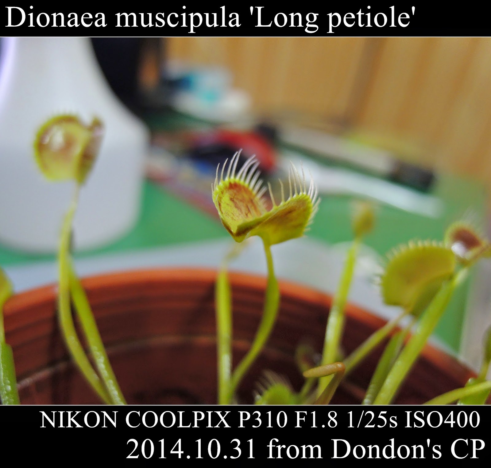 咚咚的食蟲與種子花園: Dionaea muscipula 'Long Petiole' (長柄捕蠅草)