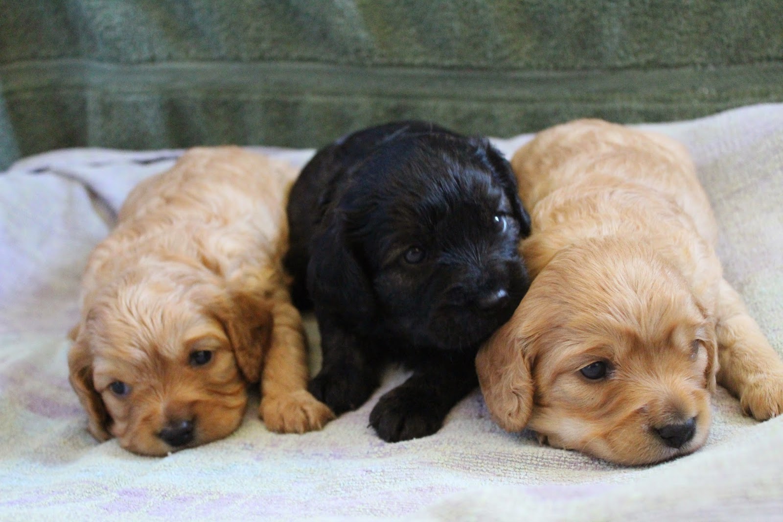 Cavies, Doodles and Poo: Golden Cavadoodle Puppies