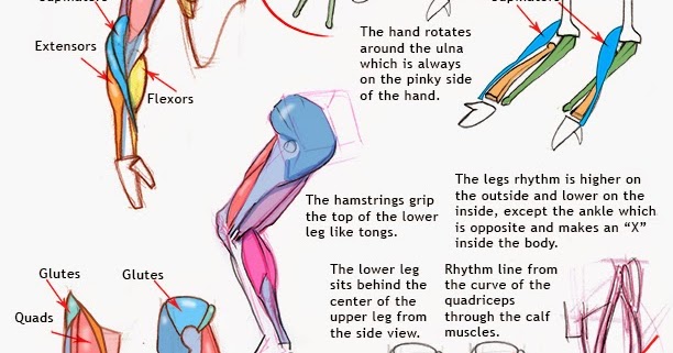 Drawsh: Arm and Leg Notes