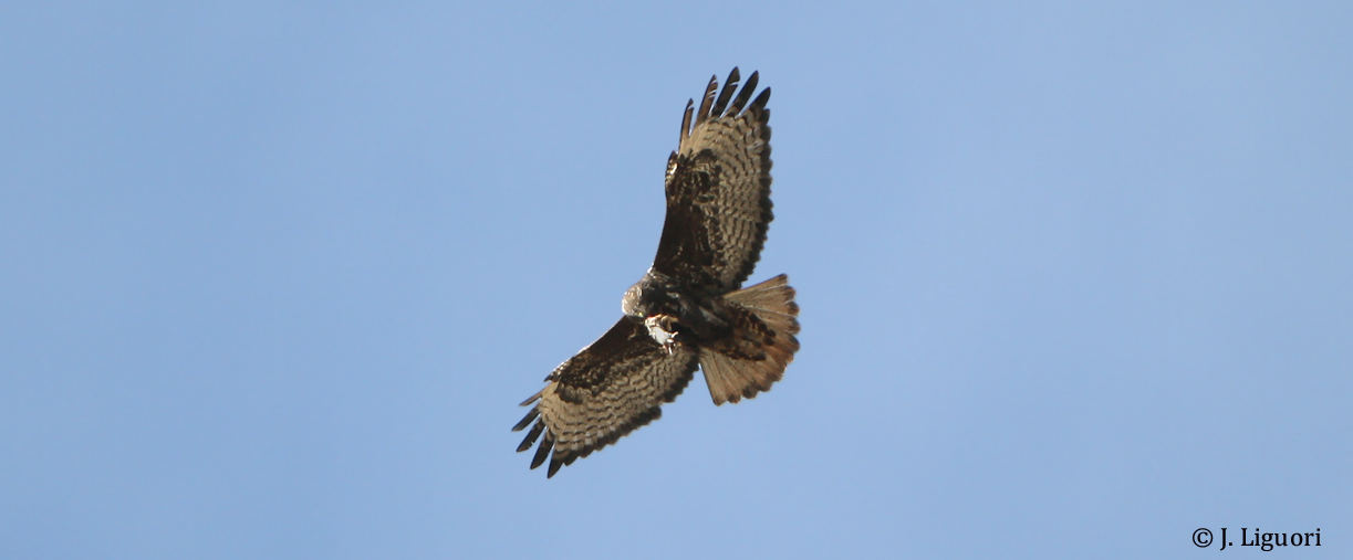 Utah Birders | Birding Blog, Utah Birds, Utah Birding, Utah Bird ID: An ...