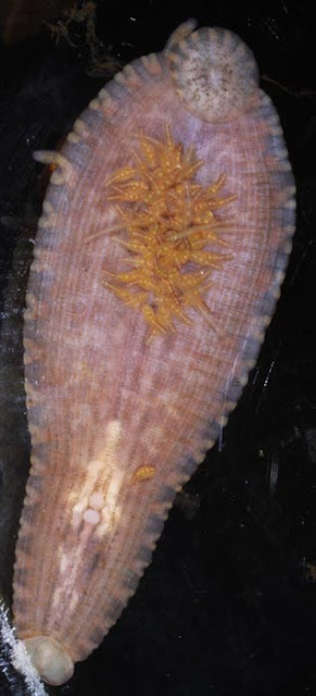 All of Nature: Red Winged Black Birds and Mother Leaches