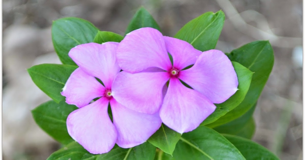 HEALTH & BEAUTY BENEFITS OF NITHYA KALYANI - Naattu Marundhu Kadai Avinashi