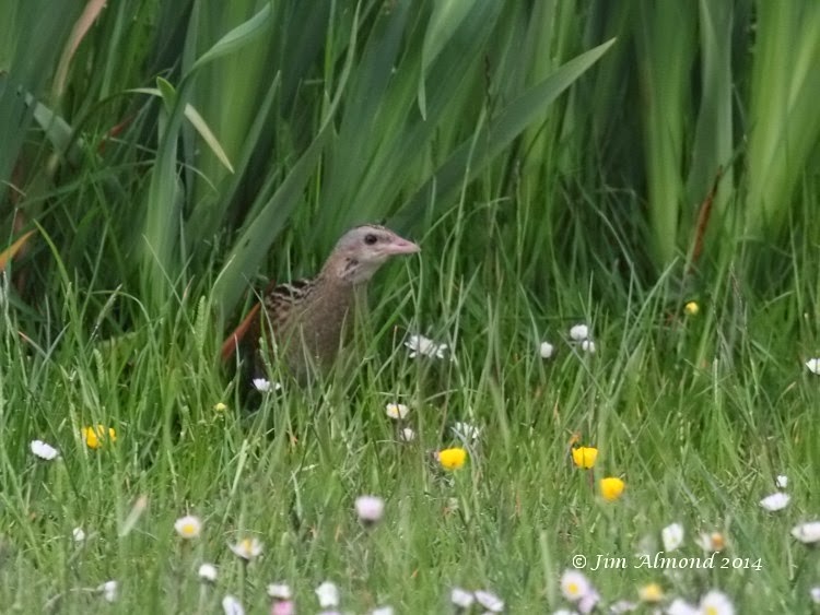Shropshire Birder: Iona - Corncrake!!!