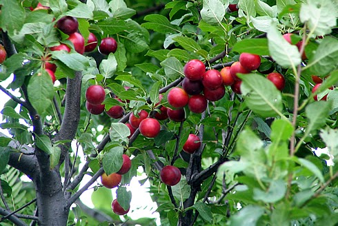 Informasi Hewan dan Tanaman : Buah Plum