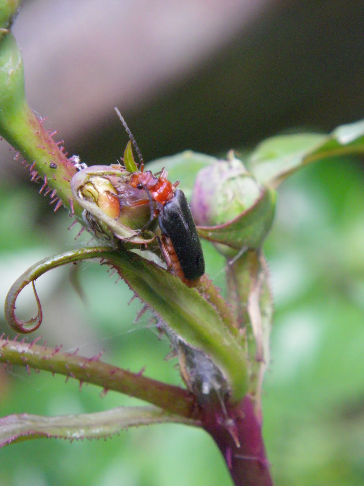 I'm In The Garden Today: Good Garden Bugs