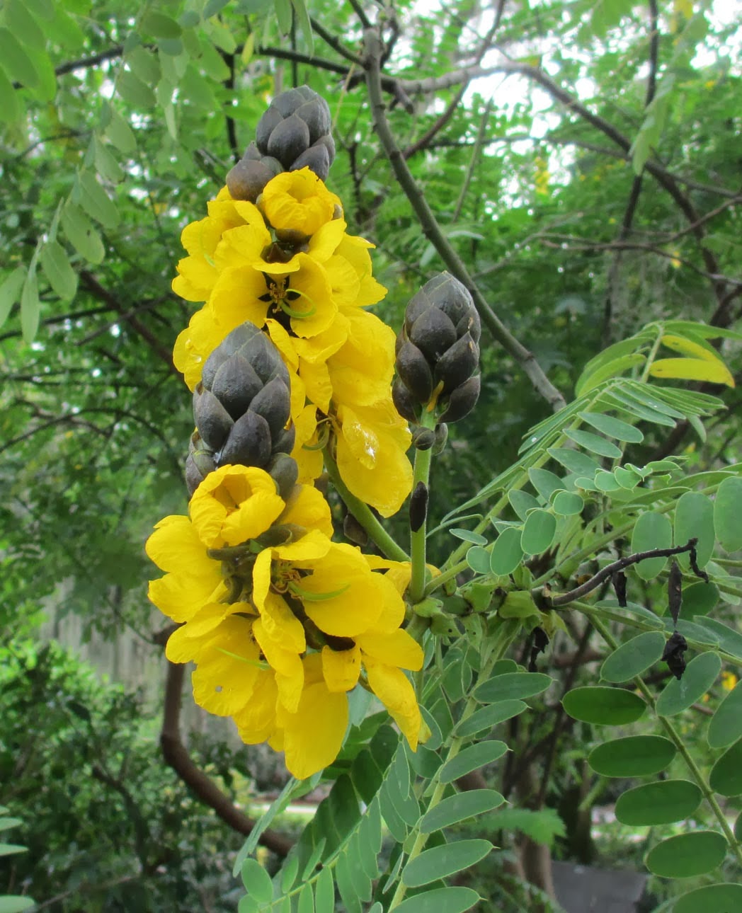 Garden Fancy: March 2014