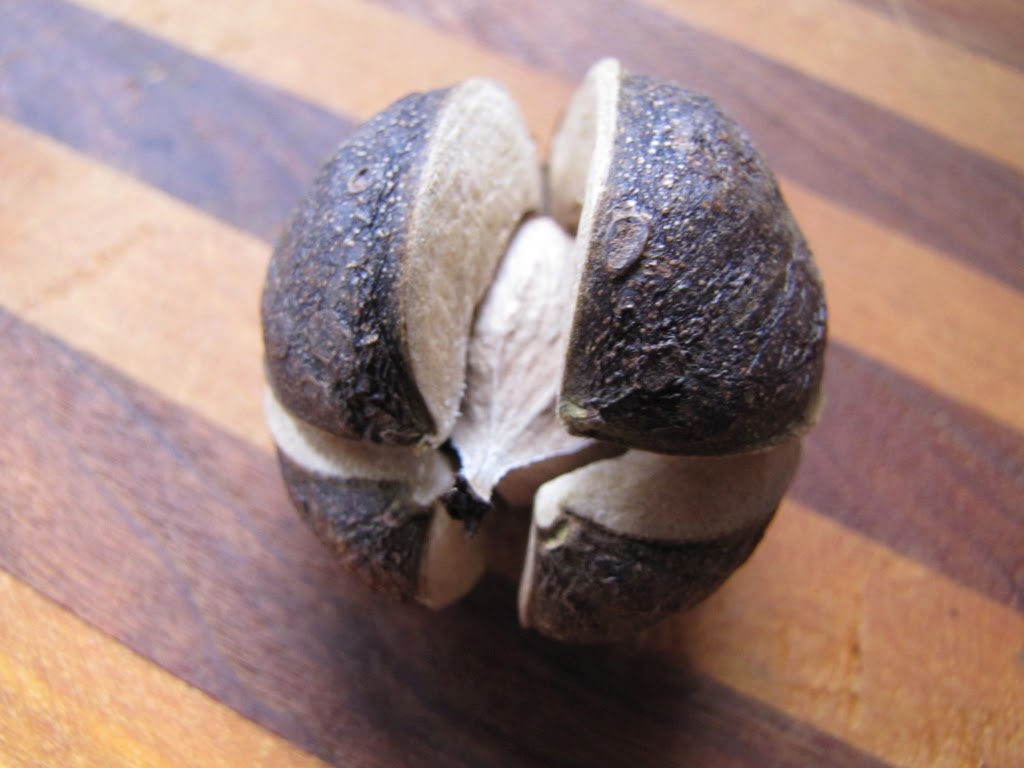 Pinehaven - Farmersville, Ohio: Nuts!