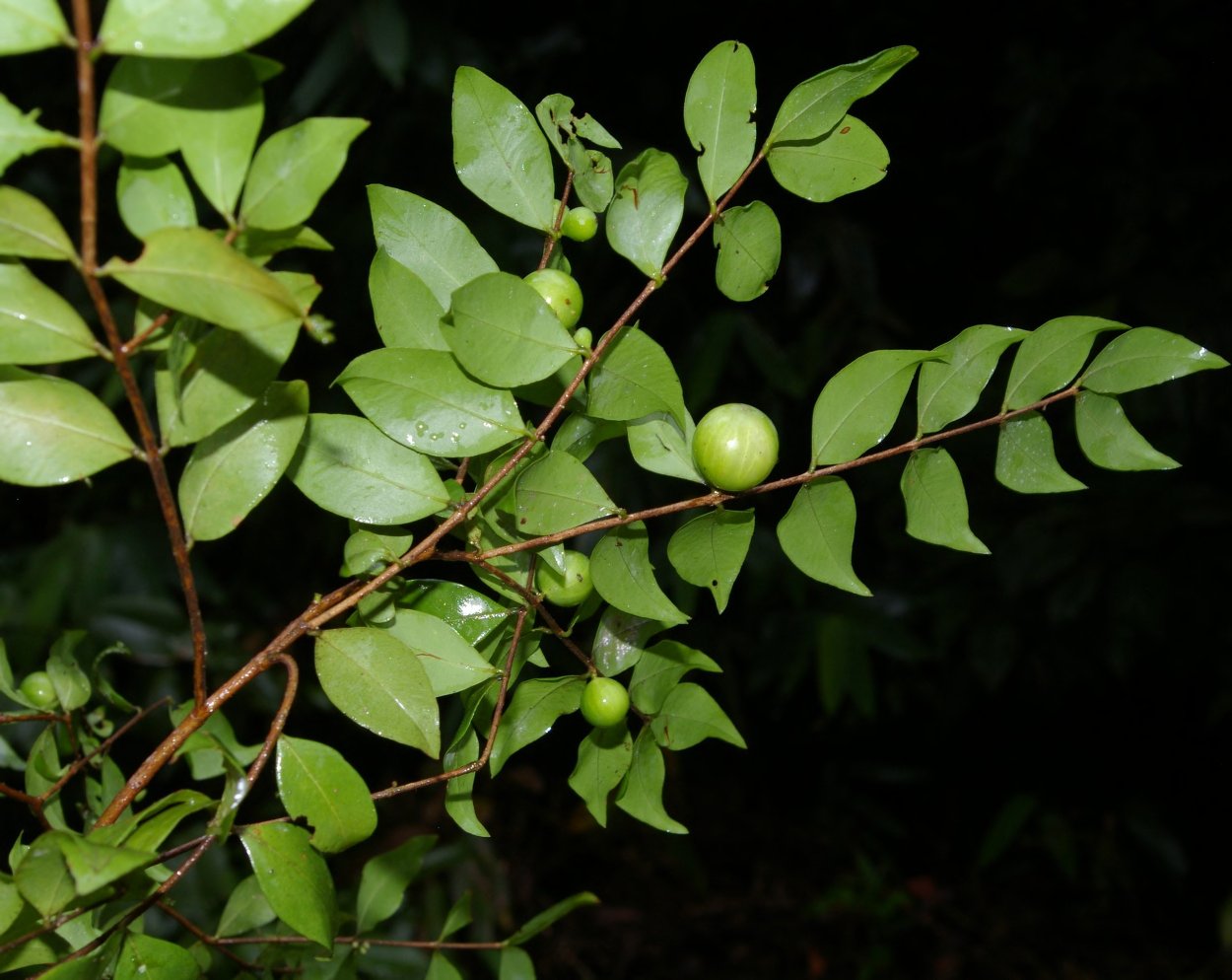 LESSER ANTILLES PLANTS ANGIOSPERMA: MYRTACEAE DIALIPÉTALAS MYRTALES ...