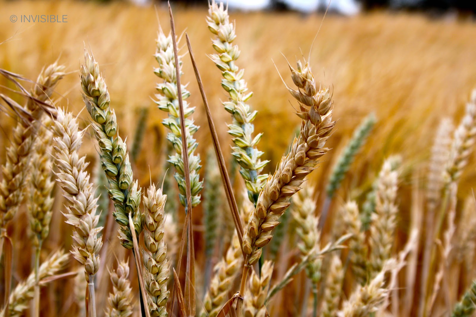 Invisible SLG Photos: Inicio del Otoño en el Trigo