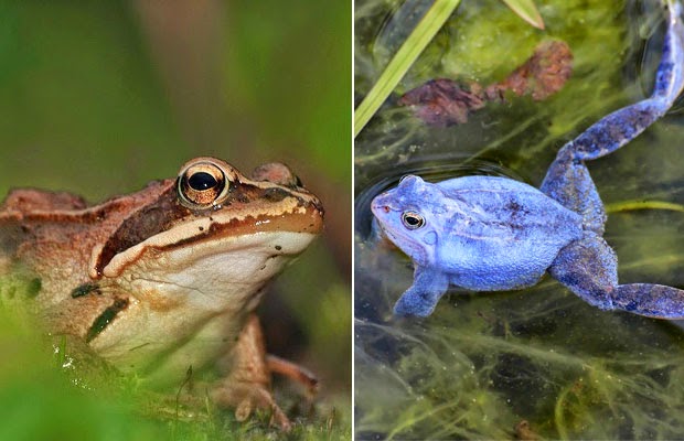 CONHEÇA O SAPO QUE FICA AZUL UMA VEZ POR ANO