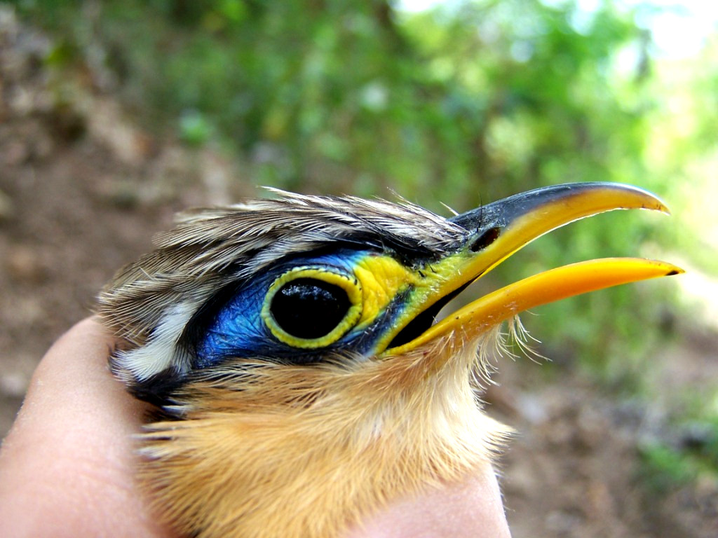 Bellas Aves de El Salvador: Morococcyx erythropygus (cuclillo terrestre ...