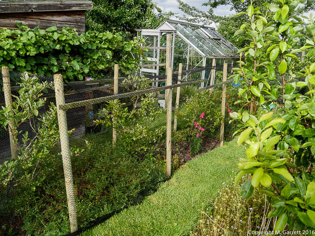 A Gardener's Weather Diary: Some Blueberry Protection