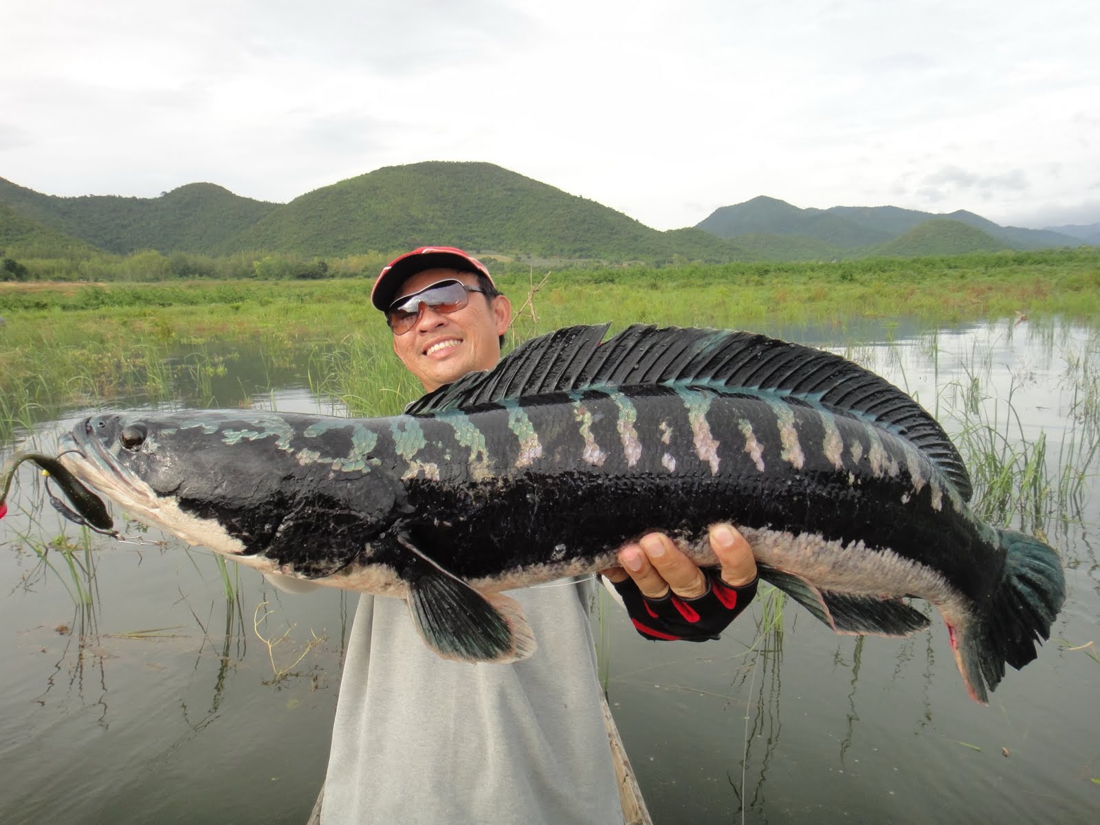 Thailand Giant Snakehead (Toman) And Wild Fishing.: Massive MAMA Toman ...