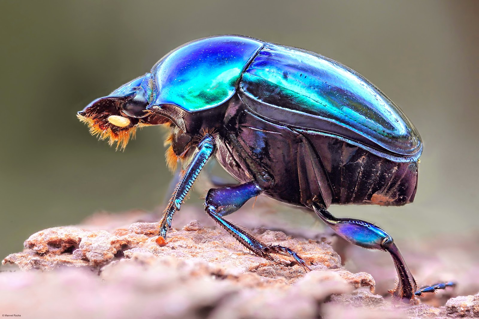 Macrofotografia por Maxwel Rocha: Besouros (Coleóptera)