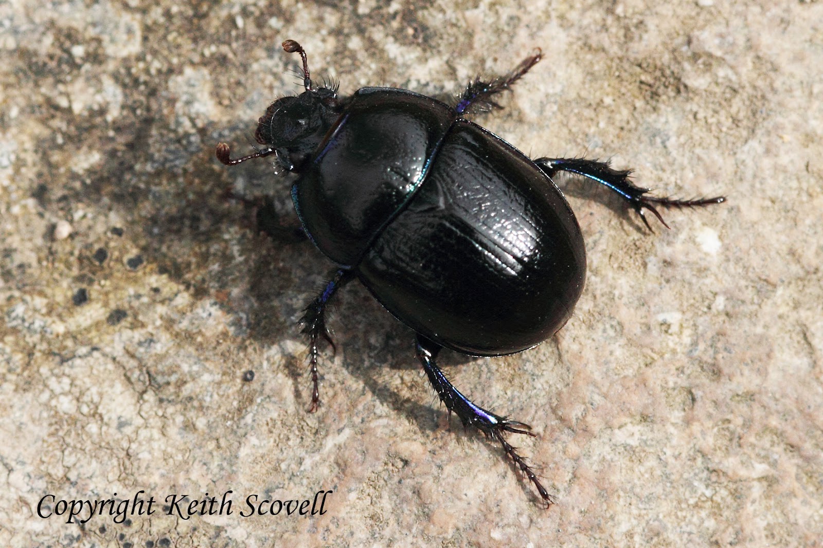 Keith Scovell's Wild Life: Summer Days