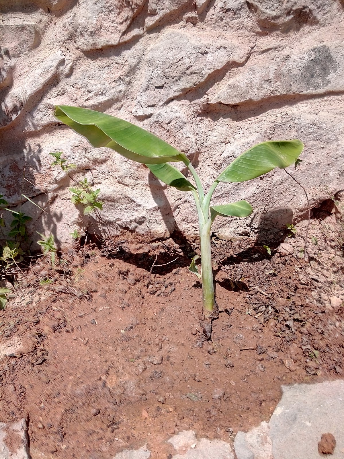 Todo sobre mi Huerto: El Platanero